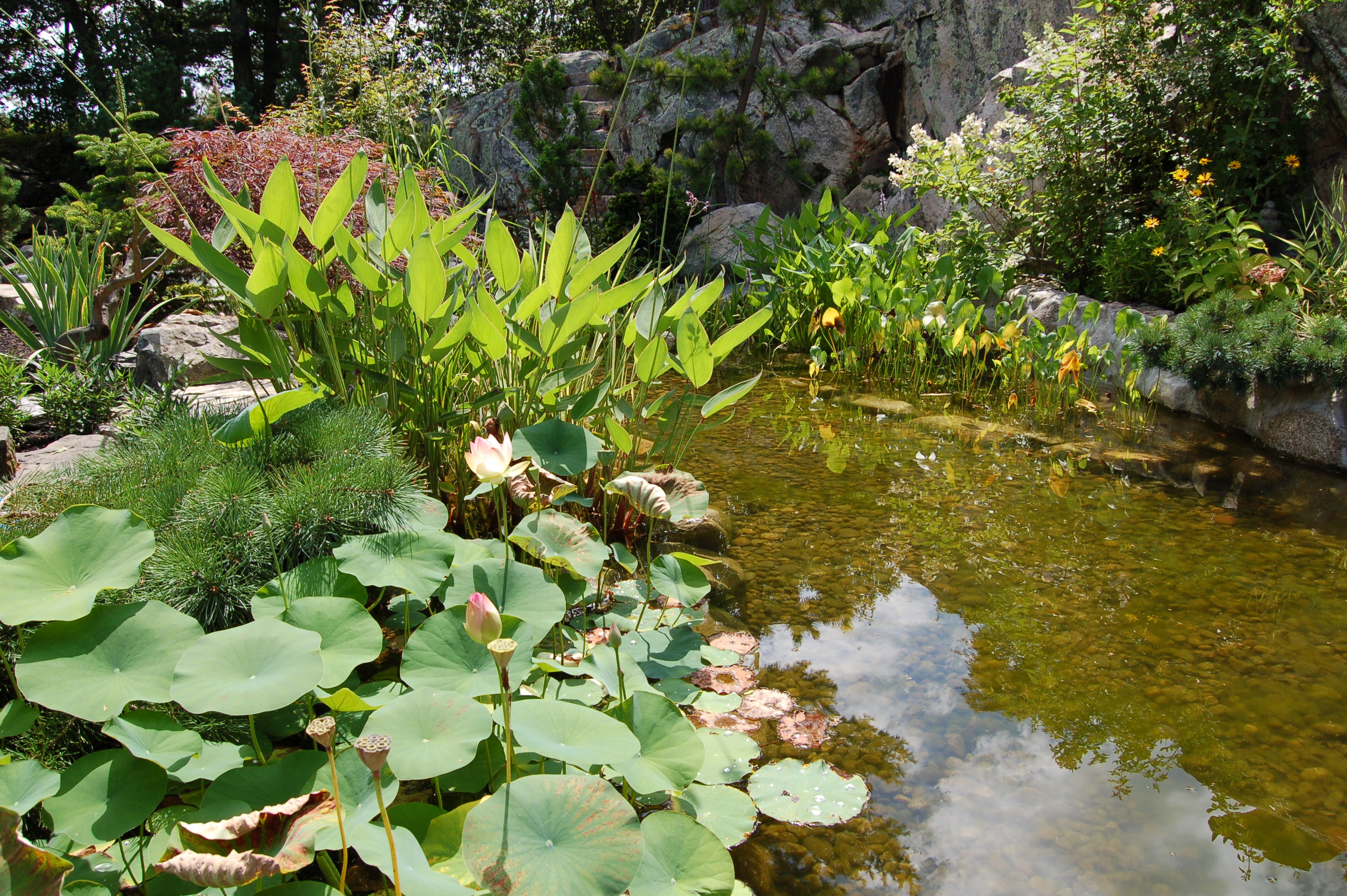 Koi pond builders | Stream with aquatic plants